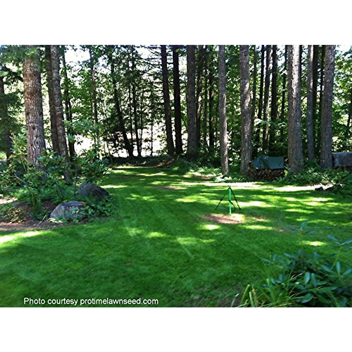 Microlawn Grass Seed & Microclover Mixture