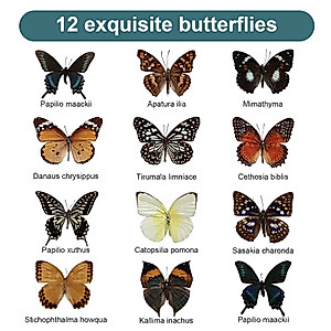 Pokiphip 12 Pcs Taxidermy Butterfly, Real Butterfly Taxidermy Natural Unmounted Butterfly Specimen, Exquisite Collection of Real Butterflies for Home Decor and Crafts