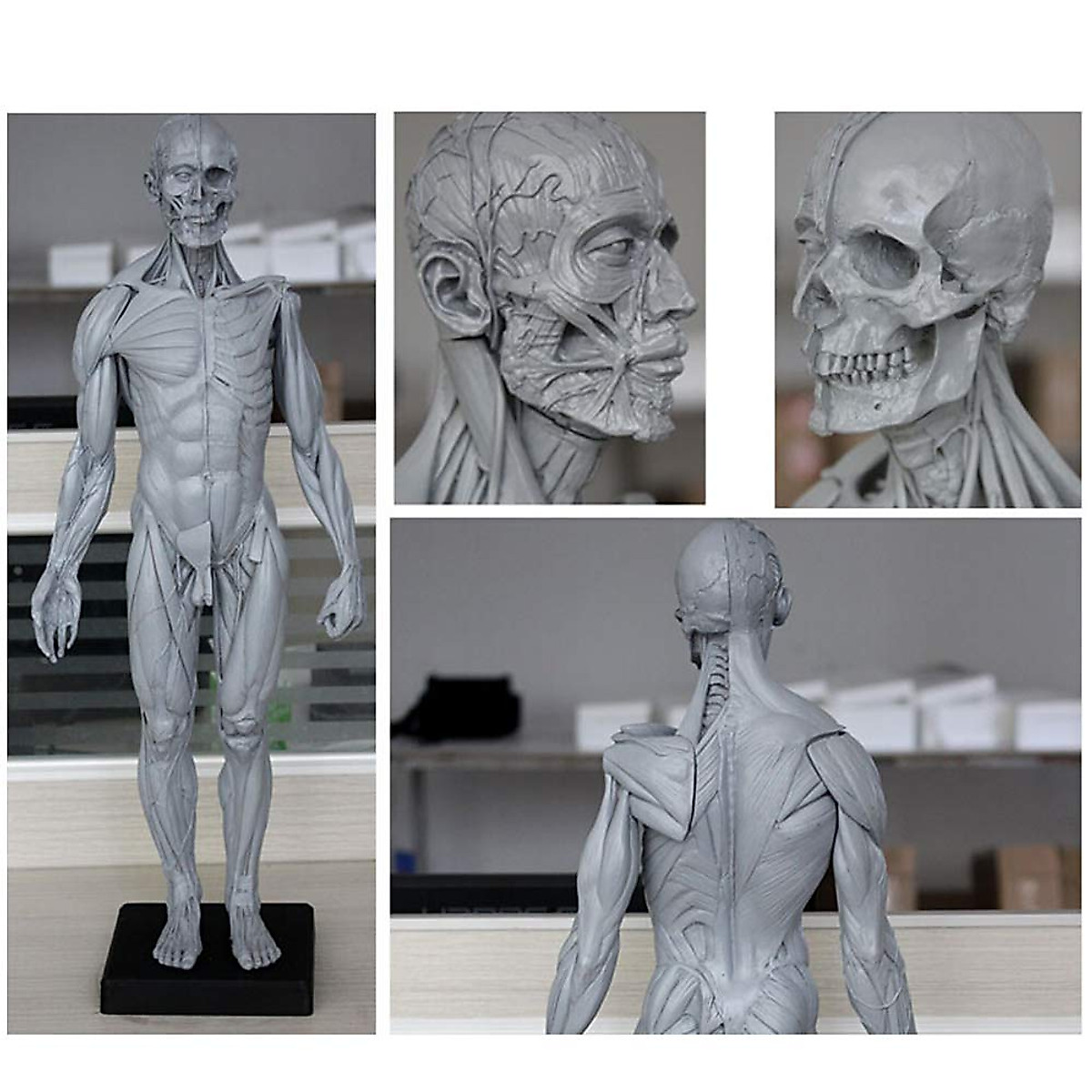 Male&Female Human Anatomy Figure Anatomical Skull Head Body Muscle Bone and Skin Model Lab Supplies, Anatomical Reference for Artists,60cm
