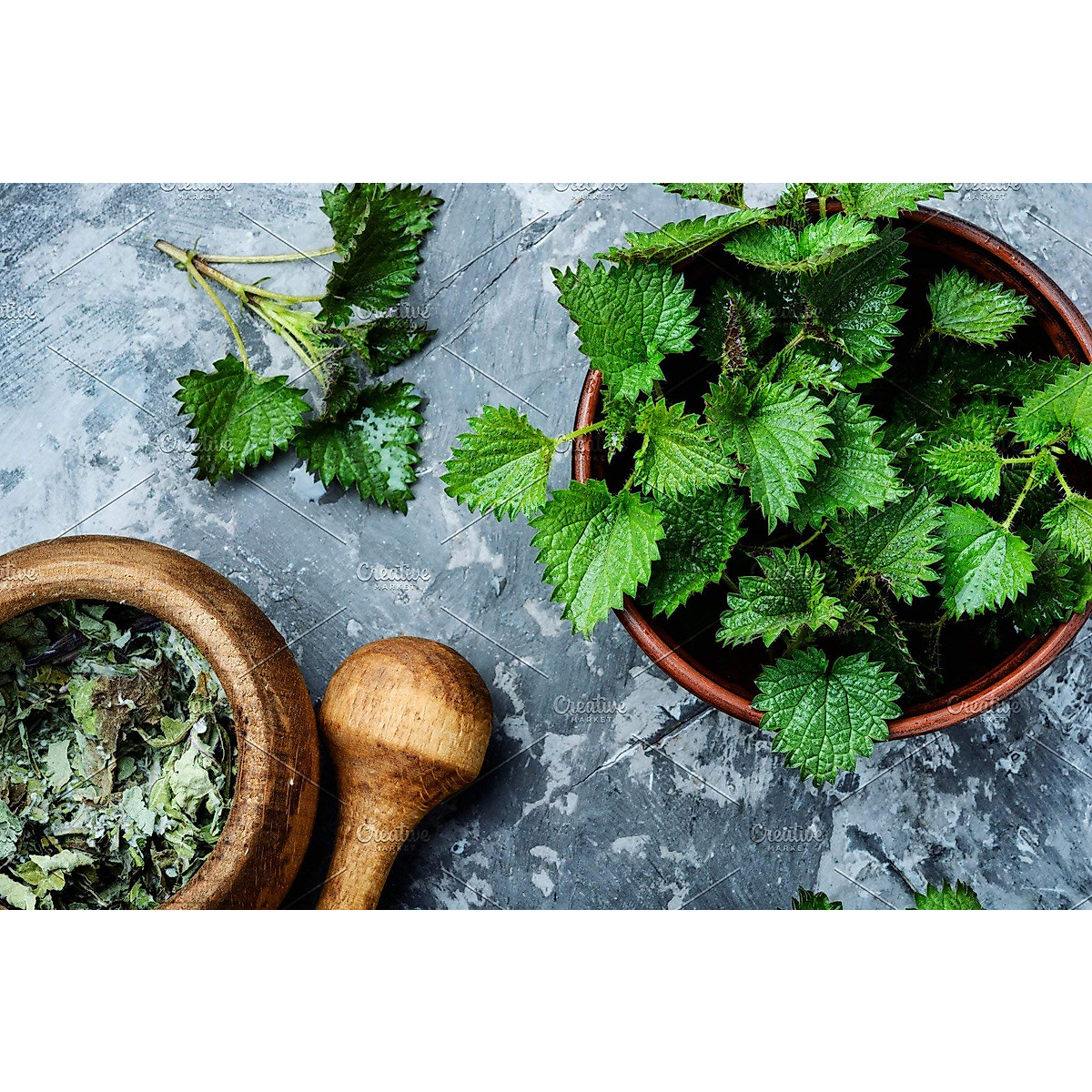 Gaea's Blessing Seeds - Stinging Nettle Seeds - Non-GMO Seeds with Easy to Follow Instructions - Open-Pollinated Heirloom 95% Germination