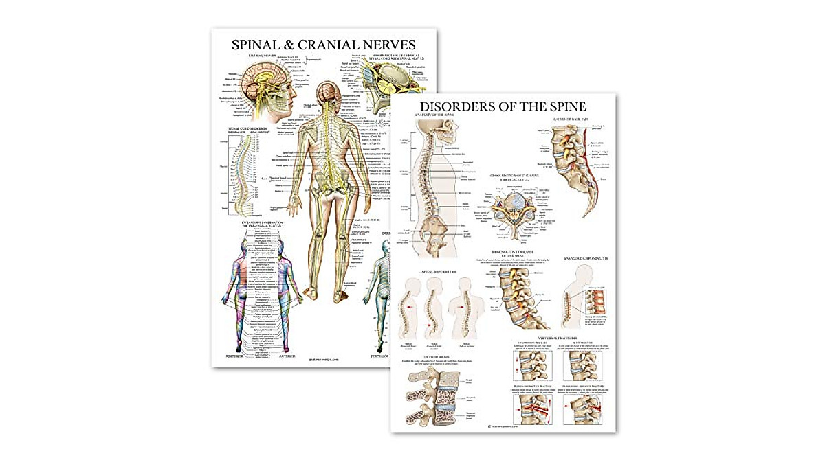 Anatomical Chart Set: Nerves & Spine Posters 2 Pack