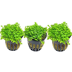 Marcus Fish Tanks - 3X Dwarf Baby Tears Hemianthus Callitrichoides Live Aquarium Plants