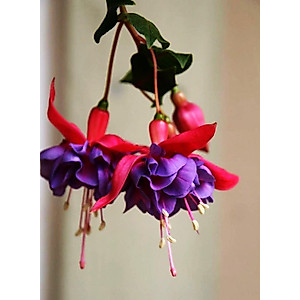 Purple Pink Fuchsia Flower Seeds Perennial Home Plant 100 Pcs Seeds
