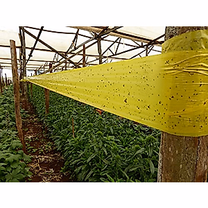 Giant Yellow Sticky Traps - Fly Tape Roll, 15cm x 100m - Bug Sticky Trap for Flying Insects, Aphids, Fruit Fly, Gnats, Barn Fly, Lantern Fly | Tape Sticky Roll Outdoor | Indoor | Hanging