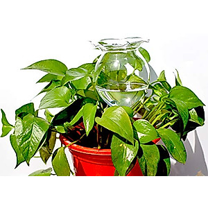 Adabocute Plant Waterer Self Watering Globes Self Watering Spikes, Hand Blown Clear Glass Plant Water Bulbs Devices for Indoor & Outdoor, Fill from Top, 2 Flower Shape