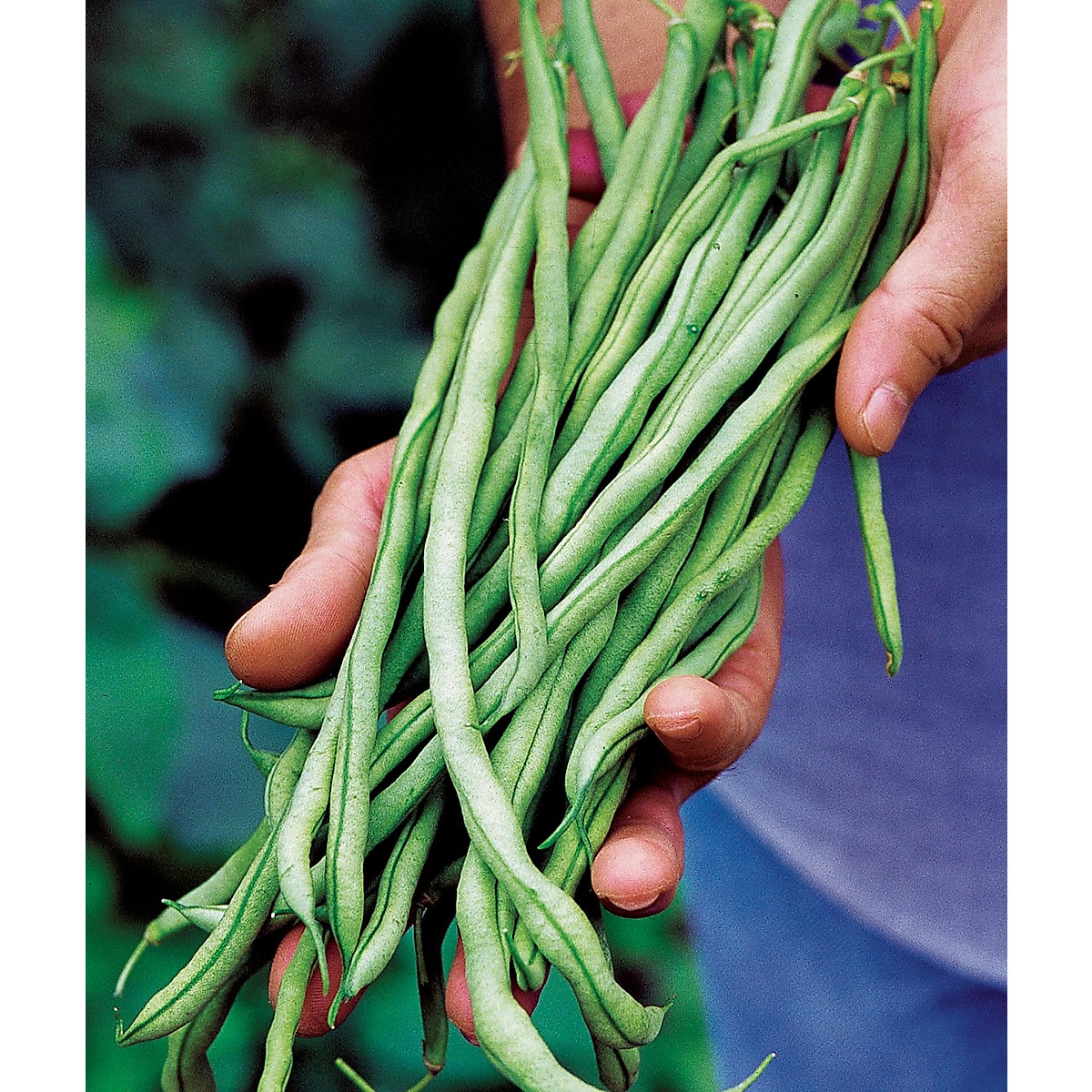 Burpee Fortex Pole Bean Seeds 2 ounces of seed