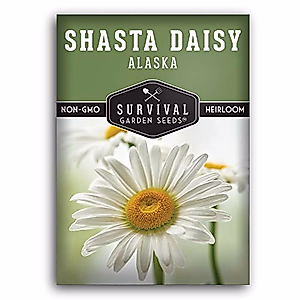 Survival Garden Seeds - Shasta Daisy Seed for Gardening - Packet with Instructions to Plant and Grow Beautiful White Perennial Flowers in Your Home Flower Garden - Non-GMO Heirloom Variety