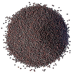 Organic Broccoli Seeds for Sprouting, 1 Pound – Non-GMO, Vegan, Kosher, Sirtfood, Bulk. Rich in Sulforaphane, Vitamin C. Grow Sprouts, Microgreens for Salads, and Sandwiches. High Germination Rate.