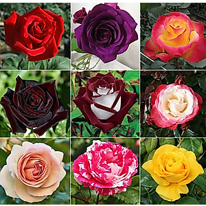 Hybrid Rose Seeds Mixed Color Flower Rare Rose 100 Seeds