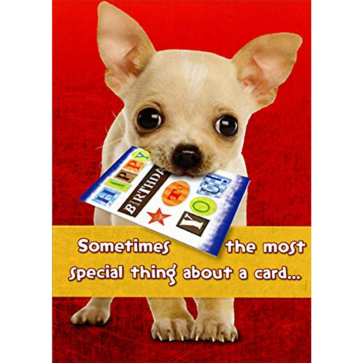 Designer Greetings Chihuahua Holding Card in Mouth Cute : Sentimental Dog Birthday Card