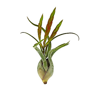 ragnaroc Air Plants - Flowering Tillandsia Caput Medusae, Large 5-7" - 1ct - Live Arrival Guaranteed - House Plants for Home Decor & Gift