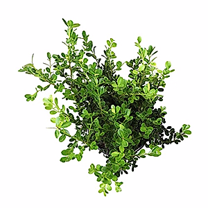 Buxus Japonica Plant (1G), Boxwood Shrubs Live in Planters for Outdoor Plants Live Evergreen Trees Live Plants, Live Outdoor Plants Potted Plants Live Outdoor, Live Trees Live Plant by Plants for Pets