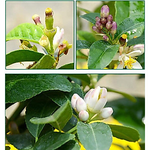 Bergamot Orange Citron Lemon Tree Live Starter Plant Seeding, 15-17 inch Height Lemon Fruit Tree Great for Home and Garden Yards Planting