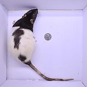 MiceDirect Frozen Rat Combo Pack of 6 Large & Jumbo Feeder Rats – 3 Rat Larges & 3 Rat Jumbos - Food for Corn Snakes, Ball Pythons, Lizards and Other Pet Reptiles-Freshest Snake Feed Supplies