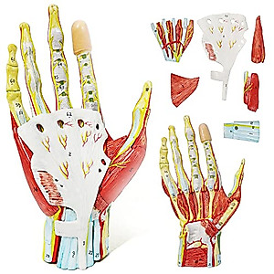 Evotech Numbered Hand Anatomical Skeleton Model W/Bones Muscles Ligaments Nerves and Blood Vessels, 7 Parts Life Size Medical Quality Hand Joint Easy Mounting for Medical Classroom Teaching Study