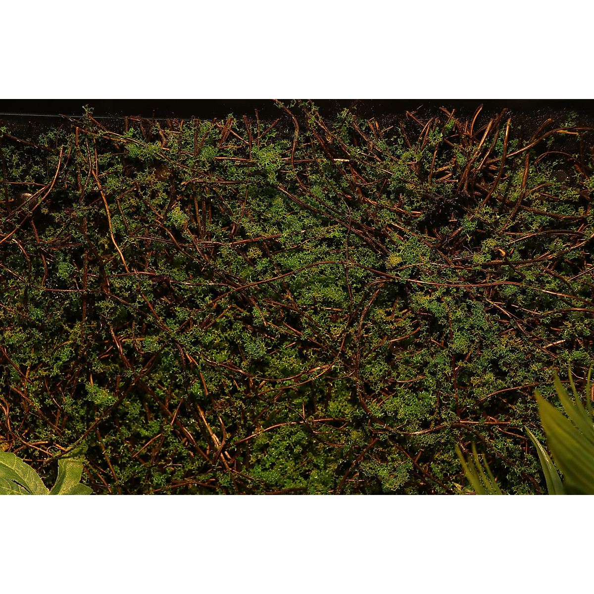 AQUA KT Terrarium Moss Background Backdrop Wall Artificial Reptile Amphibian Cage Decoration for Lizard Bearded Dragon Snake Frog Chameleon Climbing, Pack of 2