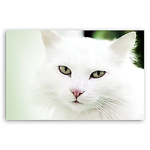 CATS and KITTENS Postcard Set of 20 Postcards. Cat and Kitten Post Card Variety Pack. Made in USA.