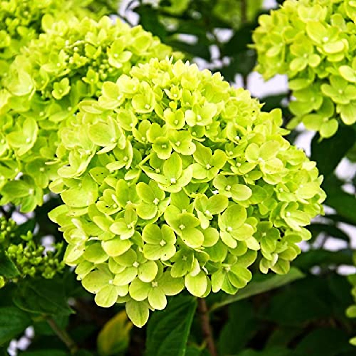 Hydrangea Macrophylla Seed Bonsai Flower Plant Four-Season Blossoms - 50 Pcs Seeds