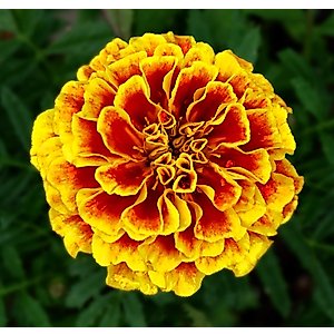French Marigold Flower Seeds, 25 Count "COOL BEANS N SPROUTS" Brand. Home Gardening.