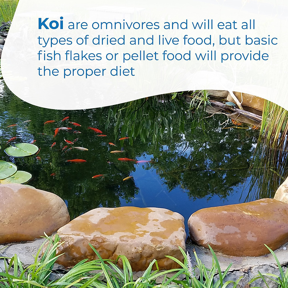 Toledo Goldfish Standard Fin Koi, Variety of Colors and Patterns - Beautiful Live Fish Perfect for Ponds, Tanks, and Aquariums - 4-5 Inches, 10 Count