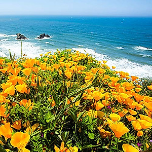 Outsidepride Eschscholzia Californica California Poppy Native Garden Wild Flower Seed - 1/4 LB