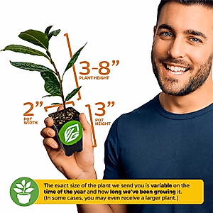 Tea Plant (Green Tea) Live Plant - Camellia sinensis - Wellspring Gardens Starter Plant for Your Indoor or Outdoor Garden