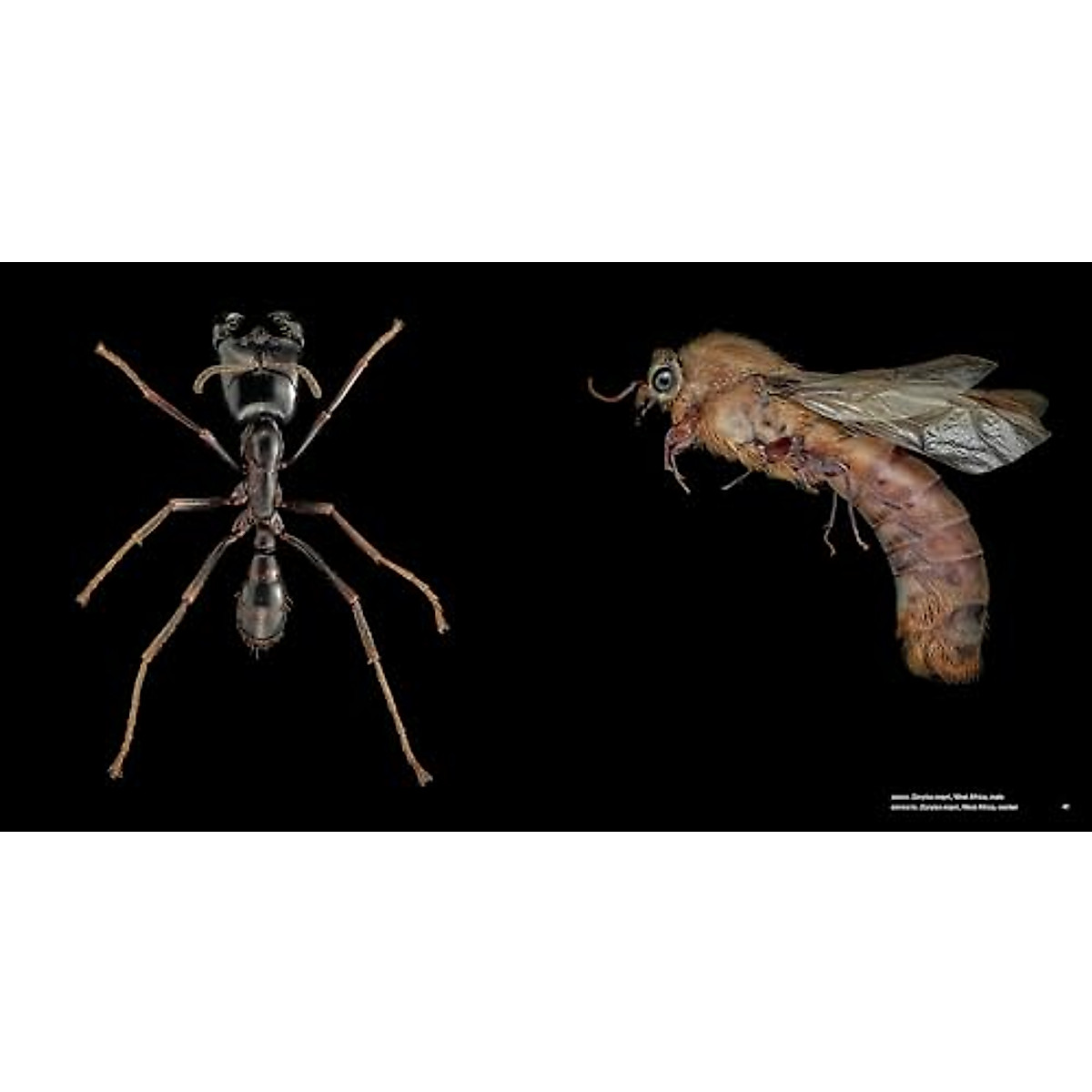 Ants: Workers of the World