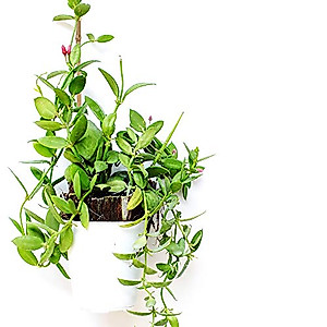 Pllieay 20PC 1.33'/16 Inch Natural Thick Bamboo Stakes Garden Stakes Bamboo Sticks Plant Stakes for Outdoor Plants and Indoor Plants, Potted Plants Tomato Plant Support