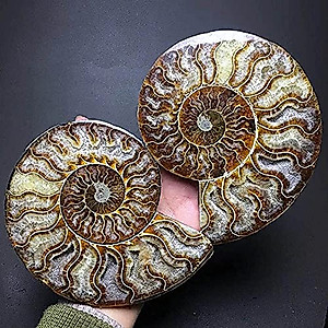 RALDMOV Natural Beautiful Ammonite Fossil Conch Specimen Collectibles Home Decor Gifts Ornament (9-11in)
