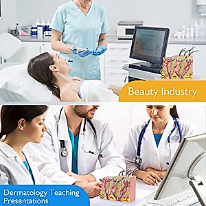 faruijie Human Skin Model 35x - 35 Times Skin Structure Anatomical Model Skin Color Model Teaching Medical Model