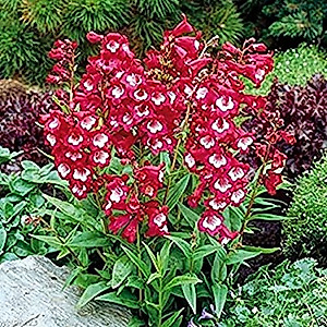CHUXAY GARDEN Penstemon Hartwegii,Hartweg's Beardtongue 50 Seeds Red Perennial Herb Flowering Plants Lovely Bell Flowers Landscaping Rocks