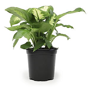 Dieffenbachia Live Plant, Dumbcane Live House Plants Indoors Live Indoor Plants, Mother in Law Tongue Plant Live Plants Indoor Plants Live Houseplants, Indoor Plant House Plant Live by Plants for Pets