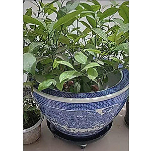 SKAFORZ Plant Caddy 18 Inches,Black Heavy Duty Metal Plant Stand with Lockable Wheels, Support 800 Lbs(8 Wheels) Plants Indoor Outdoor Flowerpot Tray on Casters to Carry Potted Flower Pot