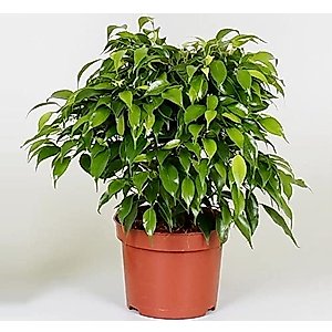 Ficus Benjamina Bonsai Weeping Fig Tree Benjamin Fig Ficus Tree Java Fig Chinese Banyan 20+ Seeds for Planting