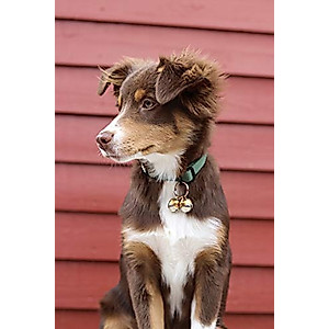 2 Extra Loud Cat & Dog Bells | Pet Tracker | Save Birds & Wildlife | Luxury Handmade Copper | Beau's Bells (Medium)