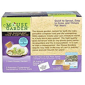 Grow Your Own Succulent Star Plant Mouse with Our Glass Terrarium Kit - Fun and Easy to Grow - Plant A Mouse Garden That Will Last for Years - Great for Home Or Office