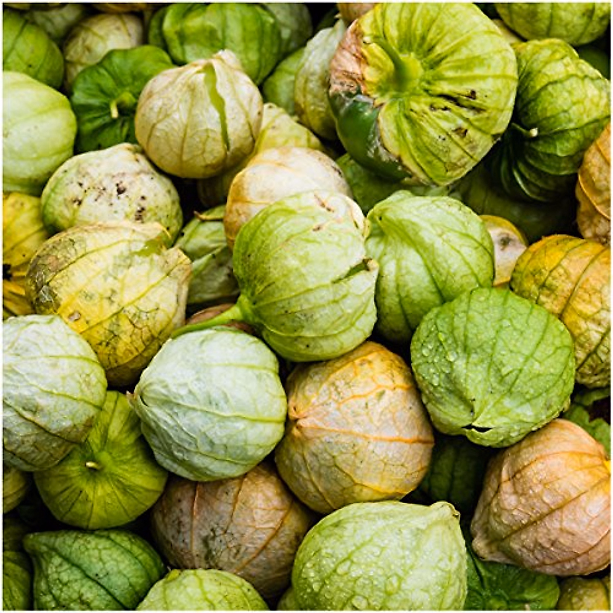 Seed Needs, Grande Rio Verde Tomatillo Seeds for Planting (Physalis ixocarpa) Single Package of 50 Seeds - Heirloom, Non-GMO & Untreated