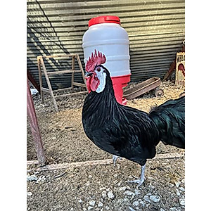 White Face Black Spanish Fertile Chicken Hatching Eggs, Fertile Eggs