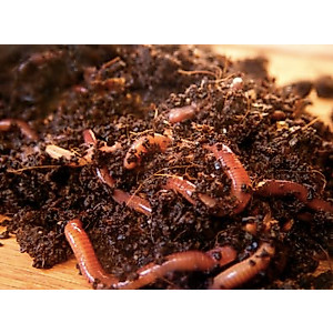 HomeGrownWorms - 250+ (1/4LB) Live Red Wiggler Composting Worms - Live Delivery - Vermicomposting Garden Red Wrigglers - Eisenia Fetida - Wiggle Worm Farm