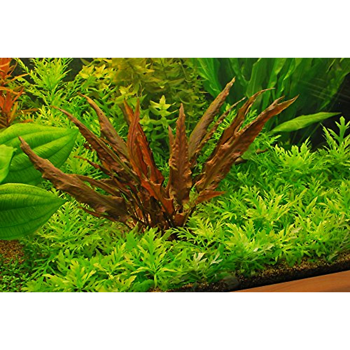 Potted Cryptocoryne Wendtii Red - Live Aquarium Live Plant