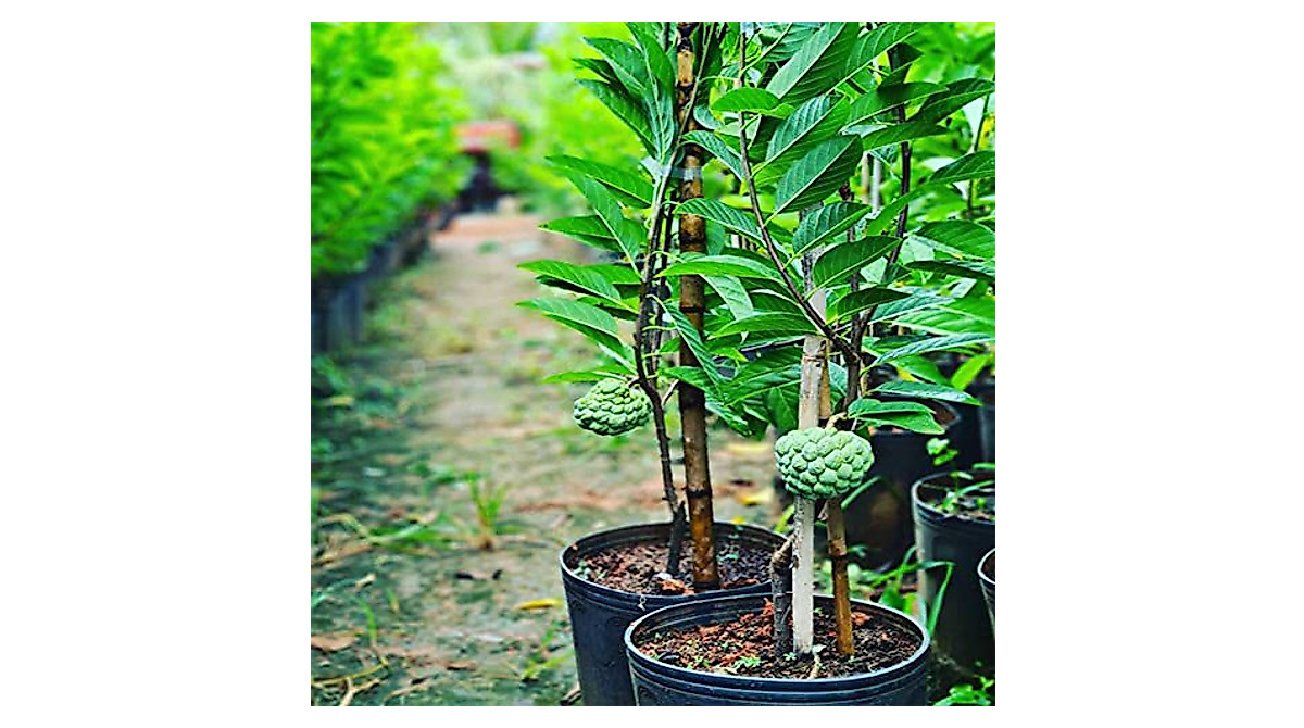 Grow Delicious Custard Apple Trees with Premium Seeds from QAUZUY GARDEN
