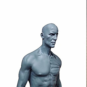 BoNew-Oral 30CM Human Anatomical Anatomy Skull Head Body Muscle Bone Resin Model