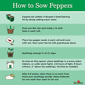 Burpee Serrano Tampiqueno Hot Pepper Seeds 30 seeds