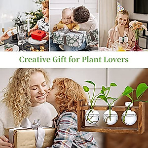 Glasseam Propagation Stations Plant Terrarium, Glass Bud Bulb Vase with Wooden Stand Propagate Station Propogation Jars Desktop Hydroponic Planter Air Plants Containers Tabletop for Indoor Flower