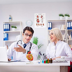 EVOTECH SCIENTIFIC Human Heart Model For Anatomy, 2 - Part Heart Models Anatomy Life Size Medical Heart Model for Classroom and Cardiology Study