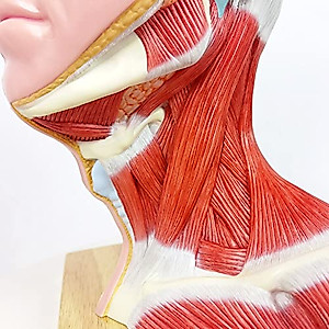 Merinden Human Half Head Superficial Model with Musculature, Life Size Anatomical Head Model Skull and Brain for Medical Teaching Learning, Kids Learning Education Display Tool