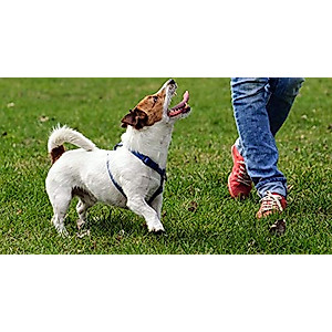 Dog Joint Supplement chewable - Dog Hip and Joint Support - Premium Formula - Dog Bites Healthy - msm for Dogs - 2 Bottle (240 Chews)