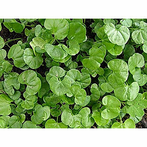 Dichondra Repens Grass Seeds - 1 Pound