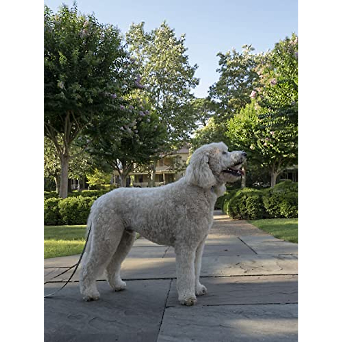 Country Brook Petz - 1 1/2 Inch Premium Bright Paisley Dog Collar, Large