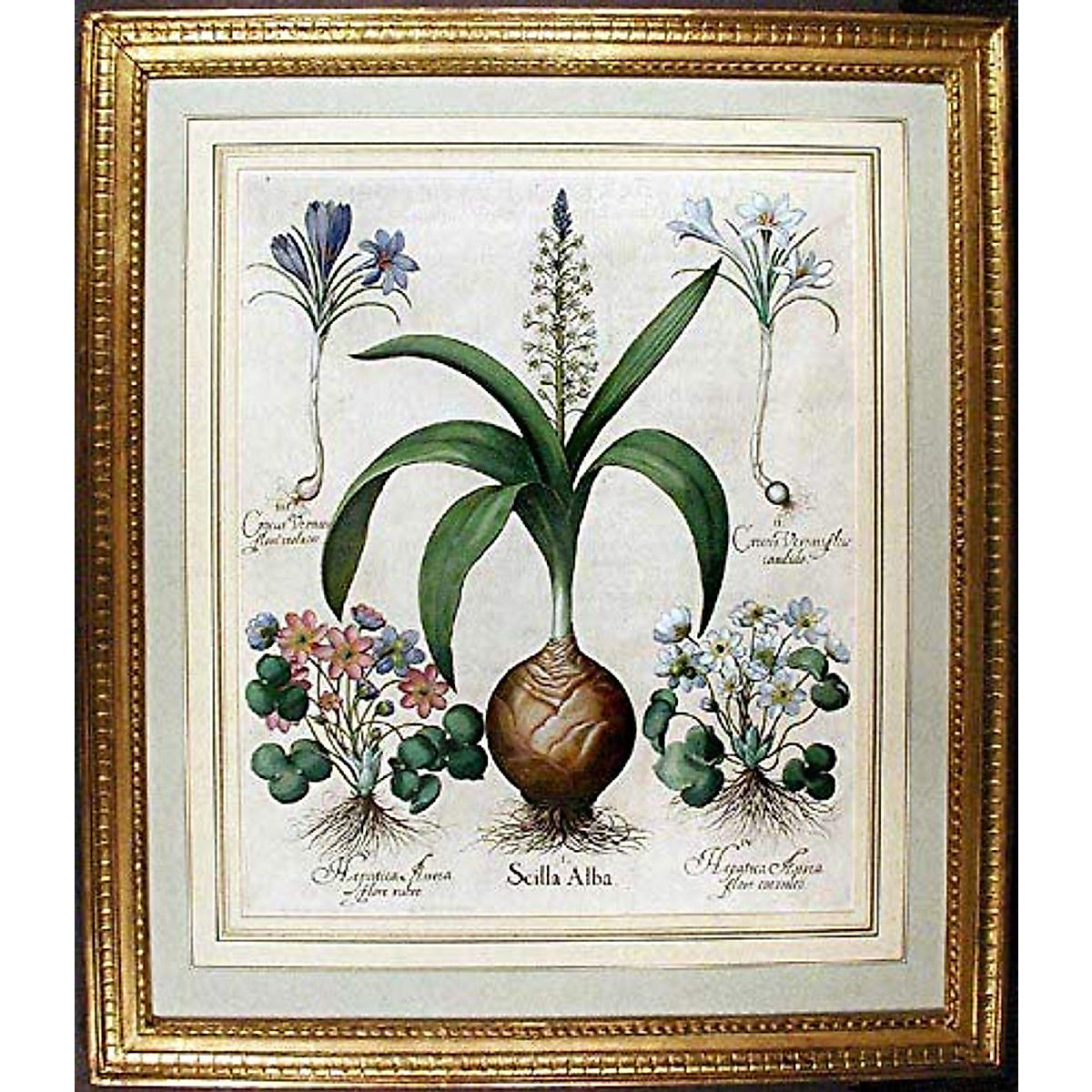 Scilla Alba [Maritime squill (sea onion)]; Crocus Vernus flore candido [White crocus]; Crocus Vernus flore violaceo [Lilac crocus]; Hepatica Aurea flore coeruleo [Wild hepatica]; Hepatica Aurea flore rubro [Wild hepatica]